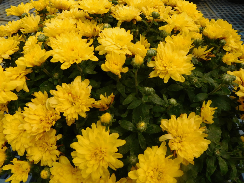 Mums the Word at Lurgan Greenhouse – Sneak Peak at their Fall Mums ...