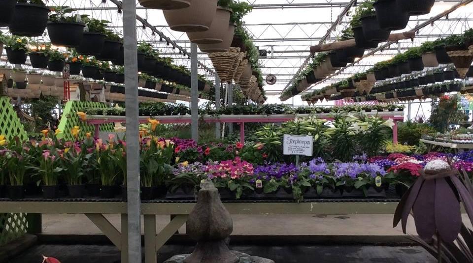 Maplewood Produce & Greenhouse | Easter Flowers - SHIP SAVES