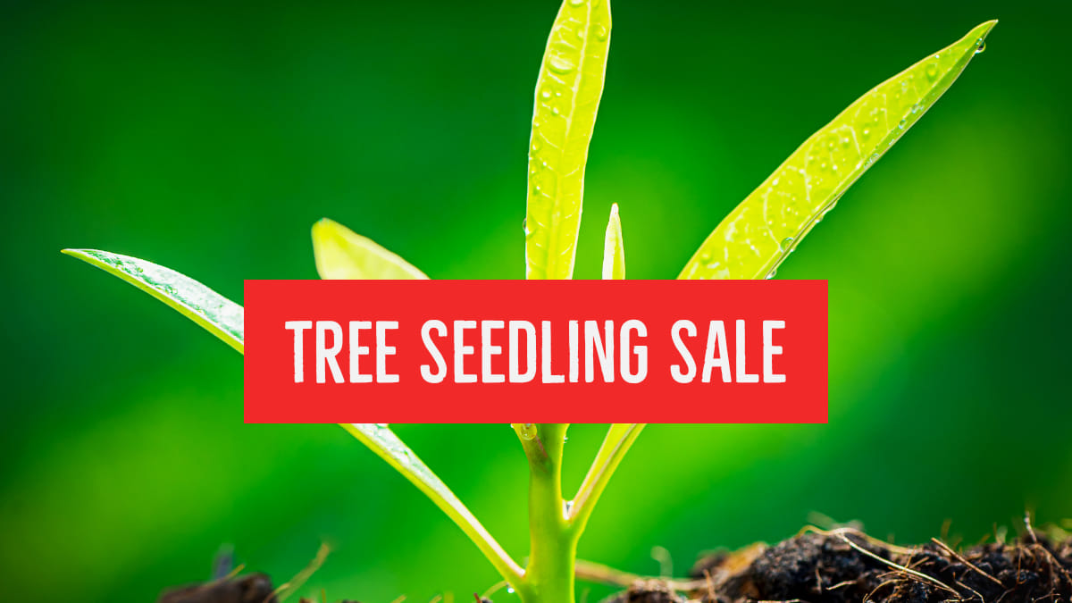 Franklin County Conservation District 2021 Tree Seedling Sale - SHIP SAVES